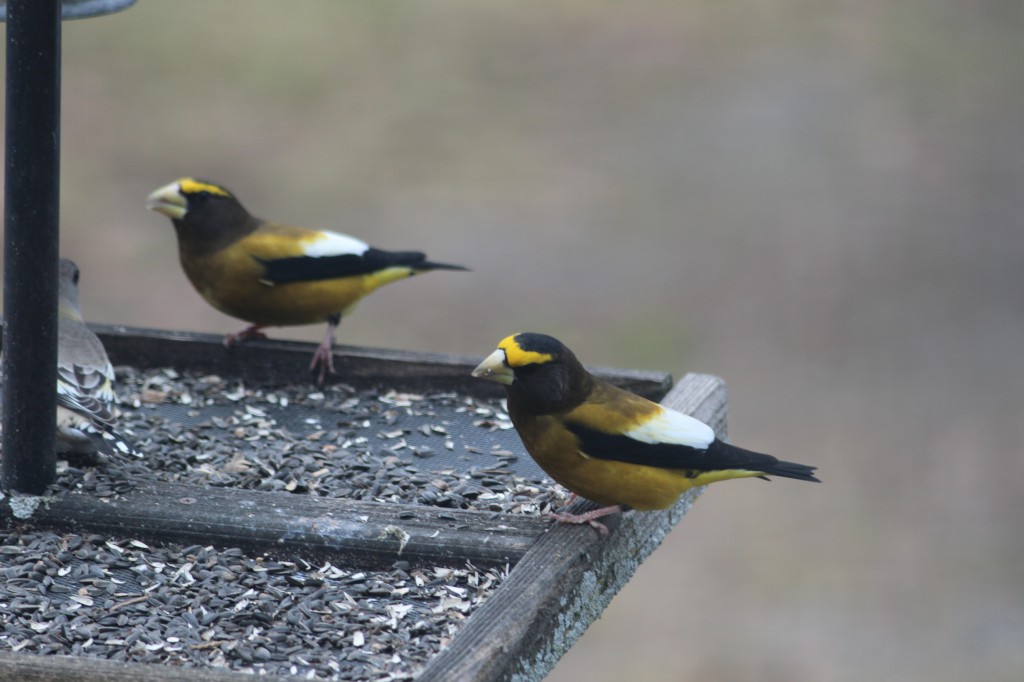 Evening Grosbeaks – Maine Birds