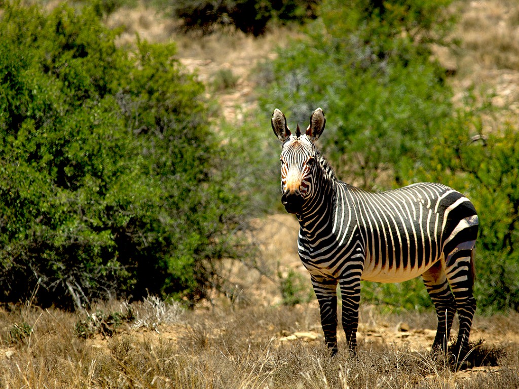 Mountain Zebra | Robert Gastaldo — Whipple Coddington Professor of ...